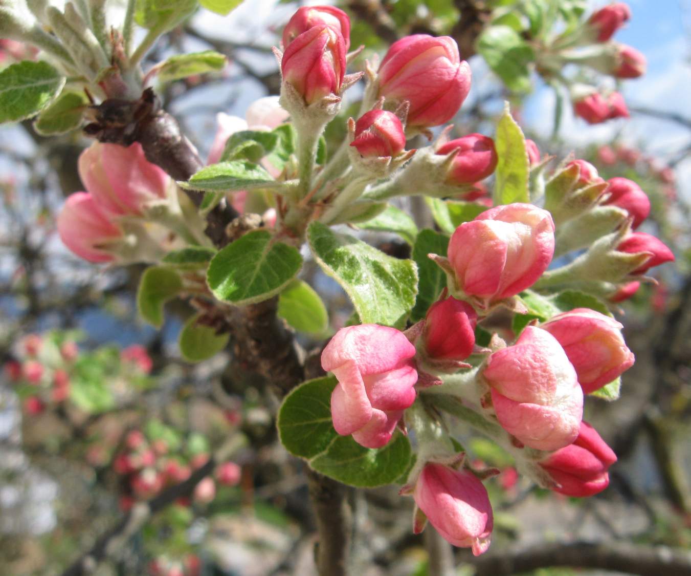 Solve Old apple tree buds jigsaw puzzle online with 56 pieces