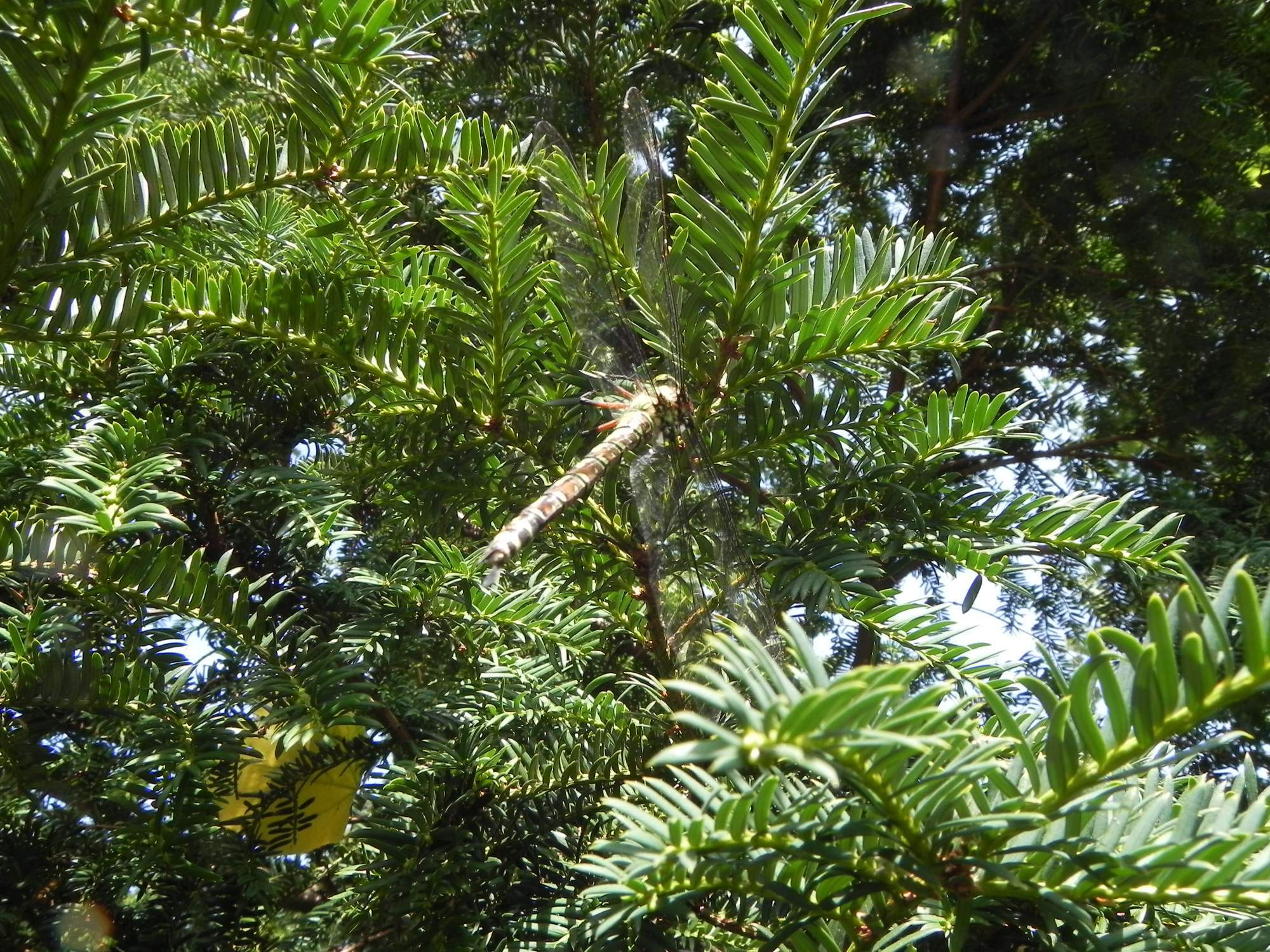 Solve 2022-08-39 14_30 Libelle jigsaw puzzle online with 192 pieces