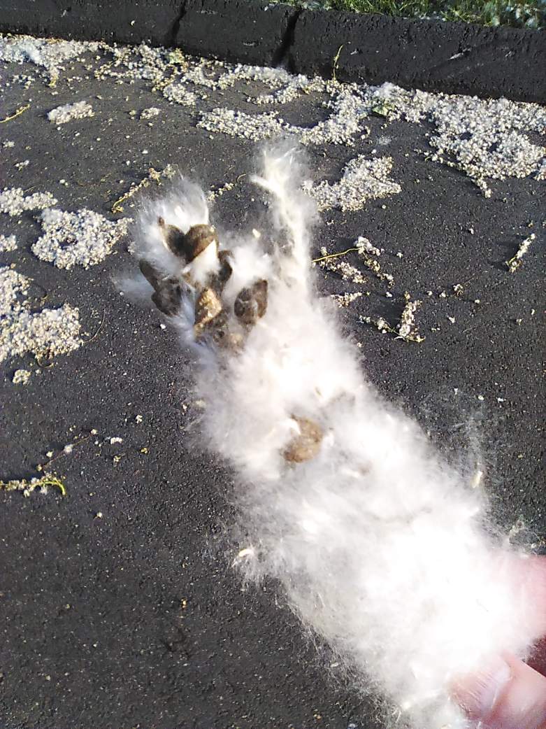 Solve full fluffy strand of puffs jigsaw puzzle online with 20 pieces