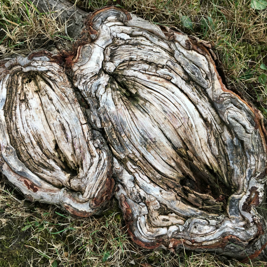 Solve Tree root challenge jigsaw puzzle online with 121 pieces