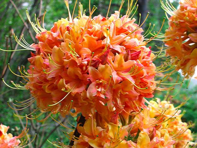 Solve 'Firecracker' Azalea jigsaw puzzle online with 30 pieces