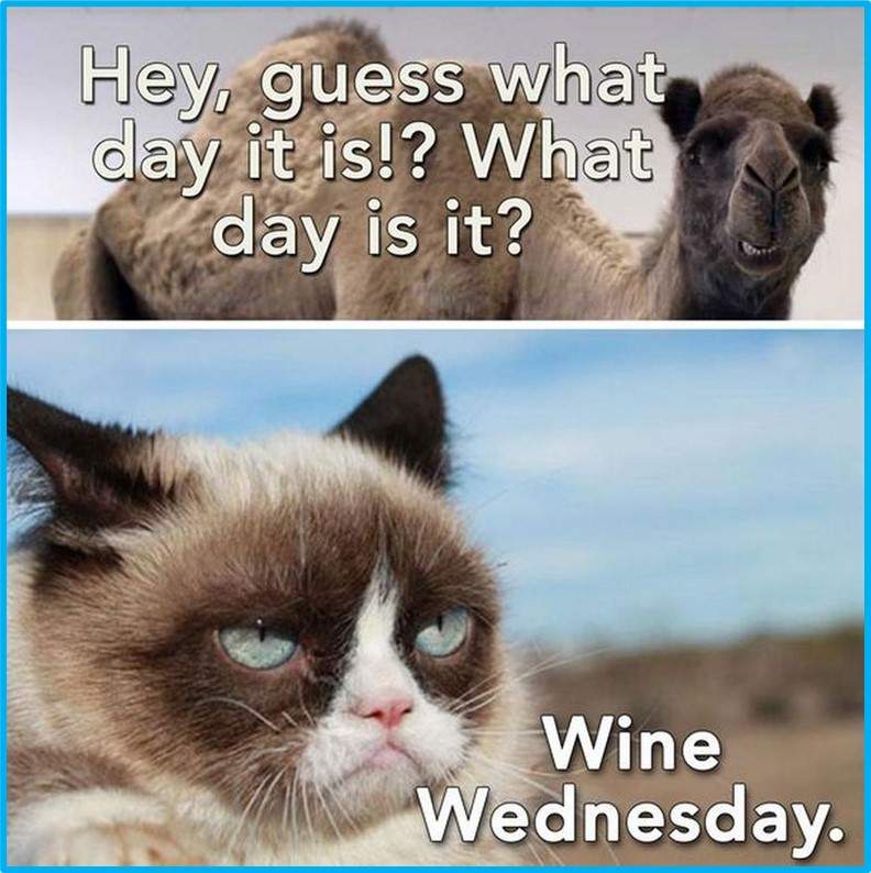 Solve Happy Hump Day ! jigsaw puzzle online with 36 pieces