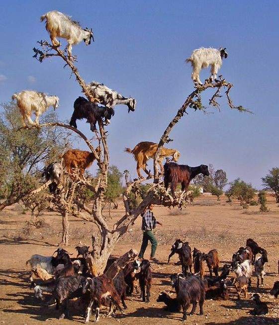 Solve goats tree jigsaw puzzle online with 30 pieces