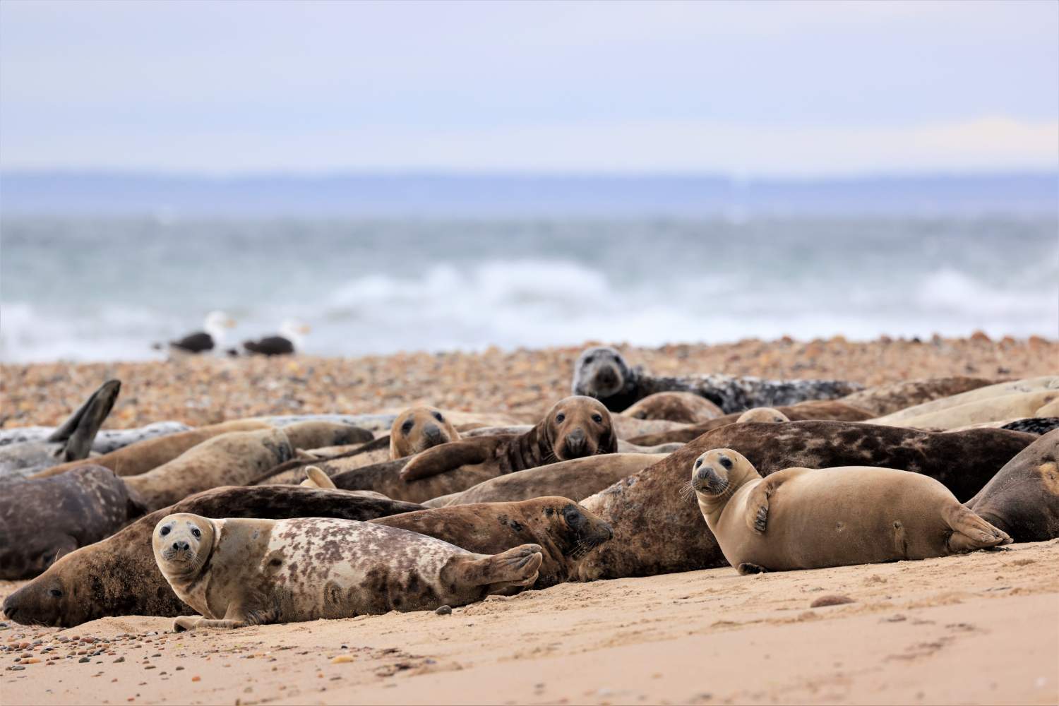 Solve Block Island seals 4-12-21 jigsaw puzzle online with 77 pieces