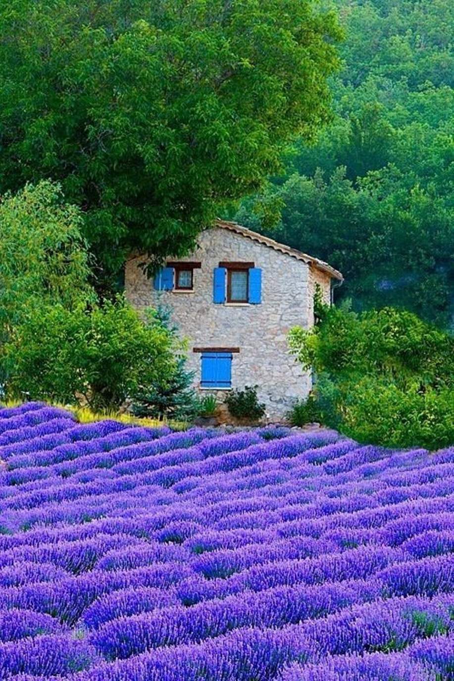 Solve Campo de lavanda na Provença, França !!! jigsaw puzzle online ...