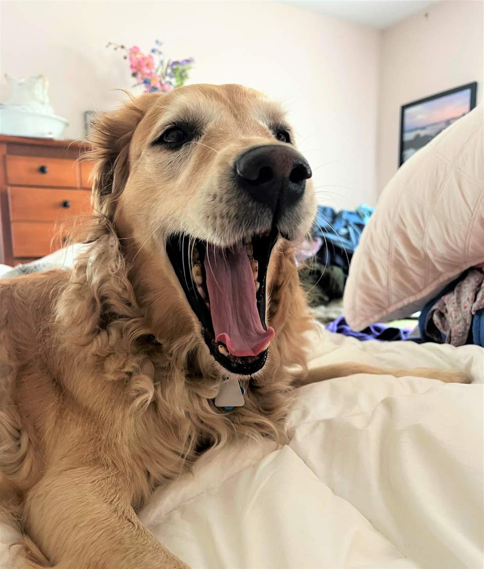 Solve Morning yawn jigsaw puzzle online with 72 pieces