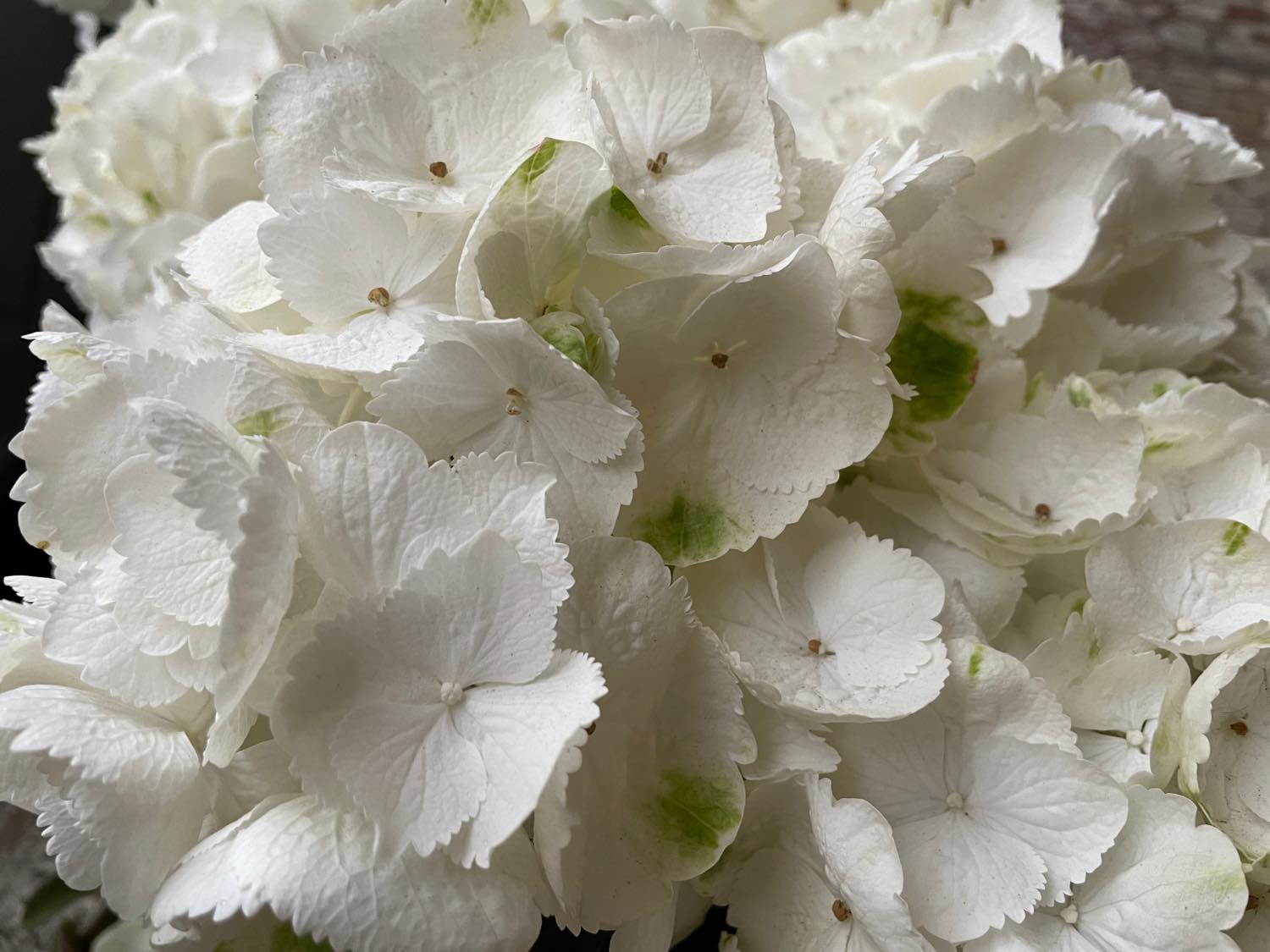 Solve IMG_8735 jigsaw puzzle online with 99 pieces