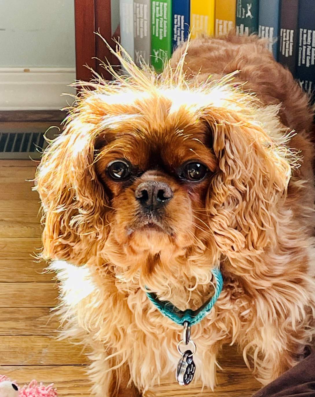 Jigsaw Puzzle | Bad Hair Day | 99 pieces | Jigidi