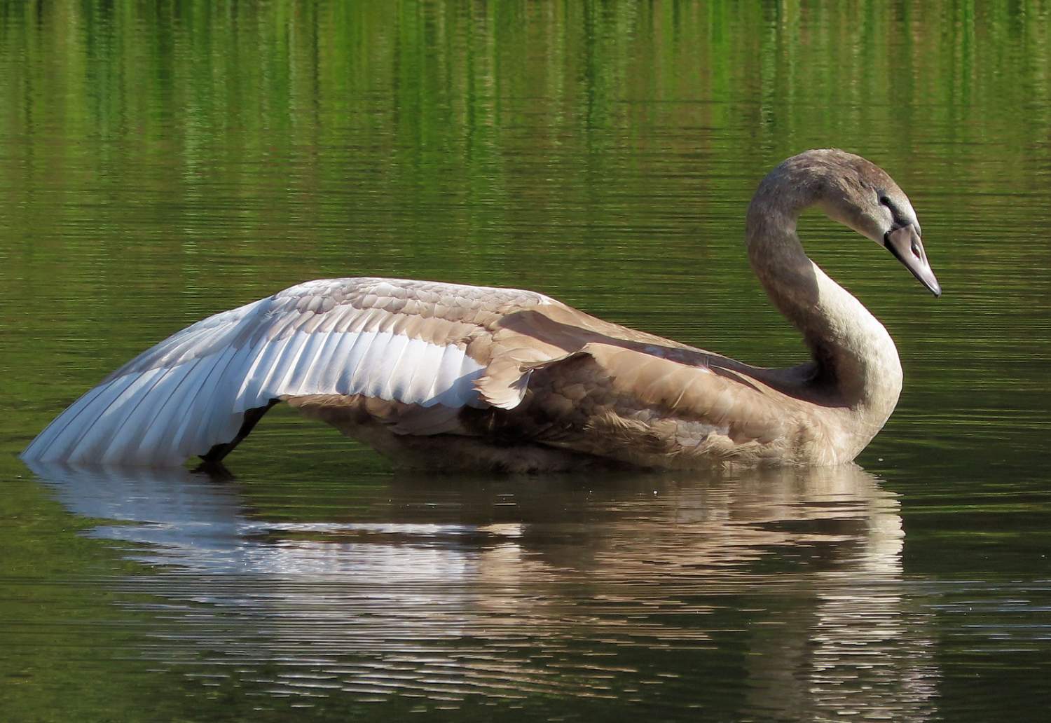 Solve young swam, having a good stretch jigsaw puzzle online with 54 pieces