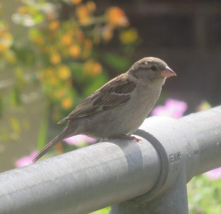 Solve Sparrow jigsaw puzzle online with 9 pieces