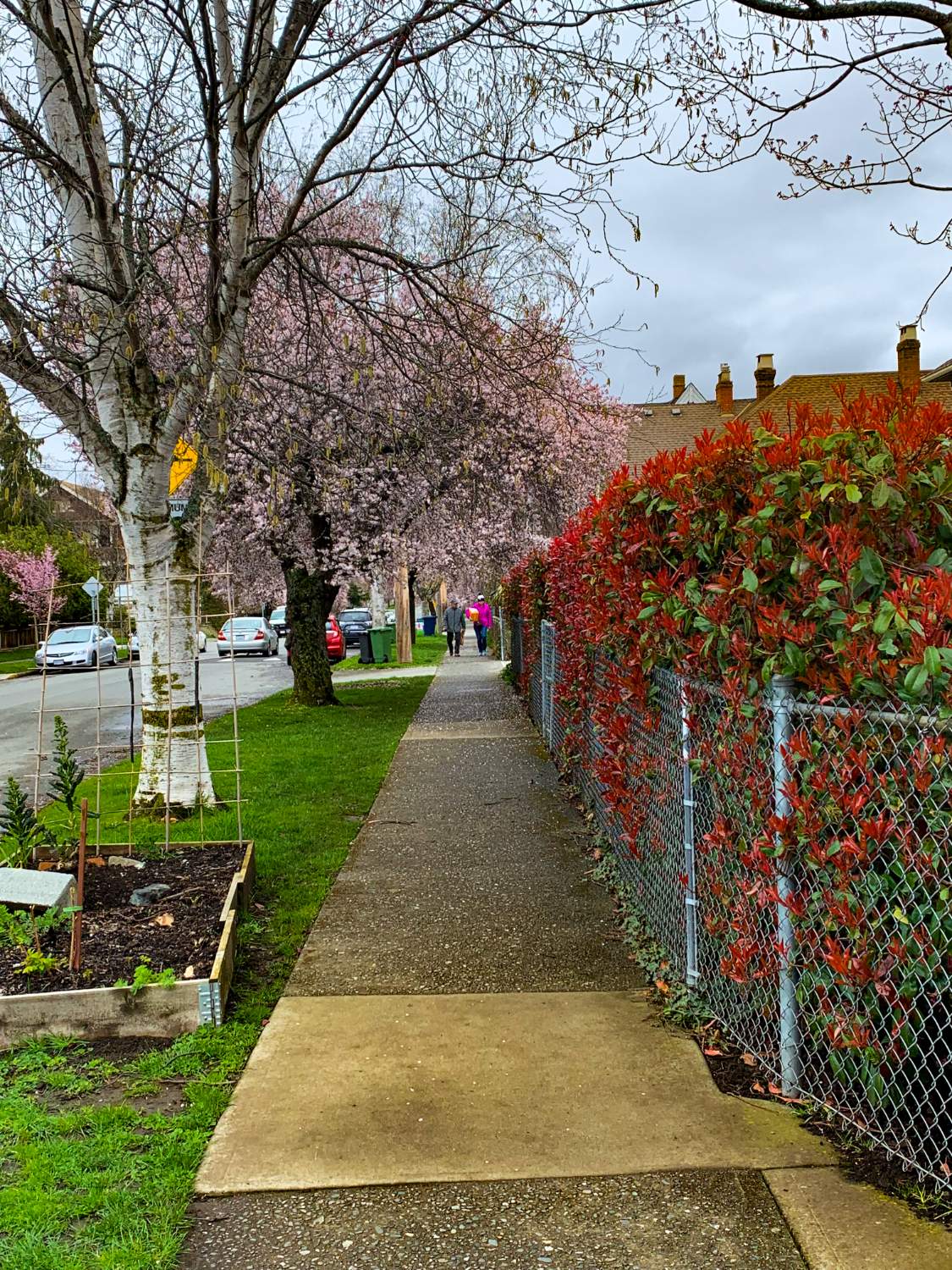 Solve Victoria sidewalk in the spring jigsaw puzzle online with 221 pieces