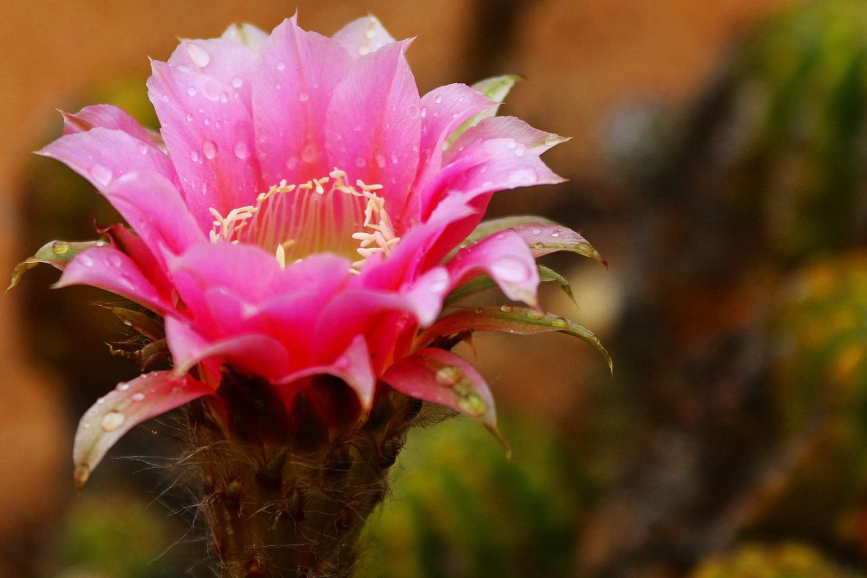 Solve Pink Catcus jigsaw puzzle online with 126 pieces