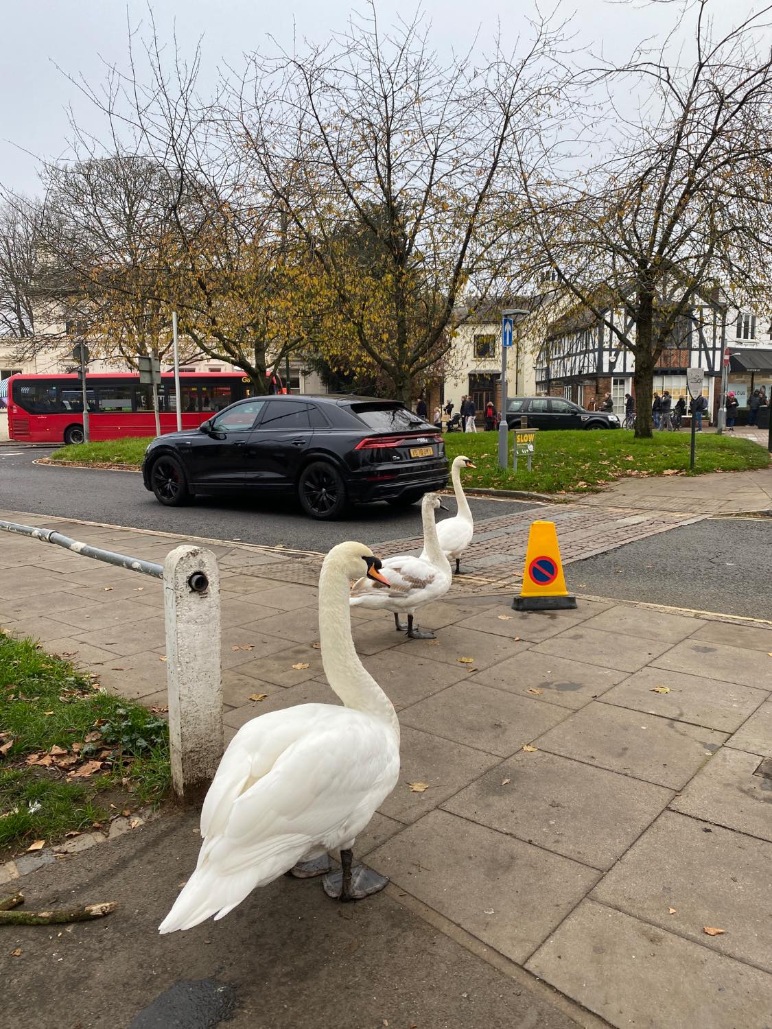 Solve Swans crossing the road jigsaw puzzle online with 300 pieces