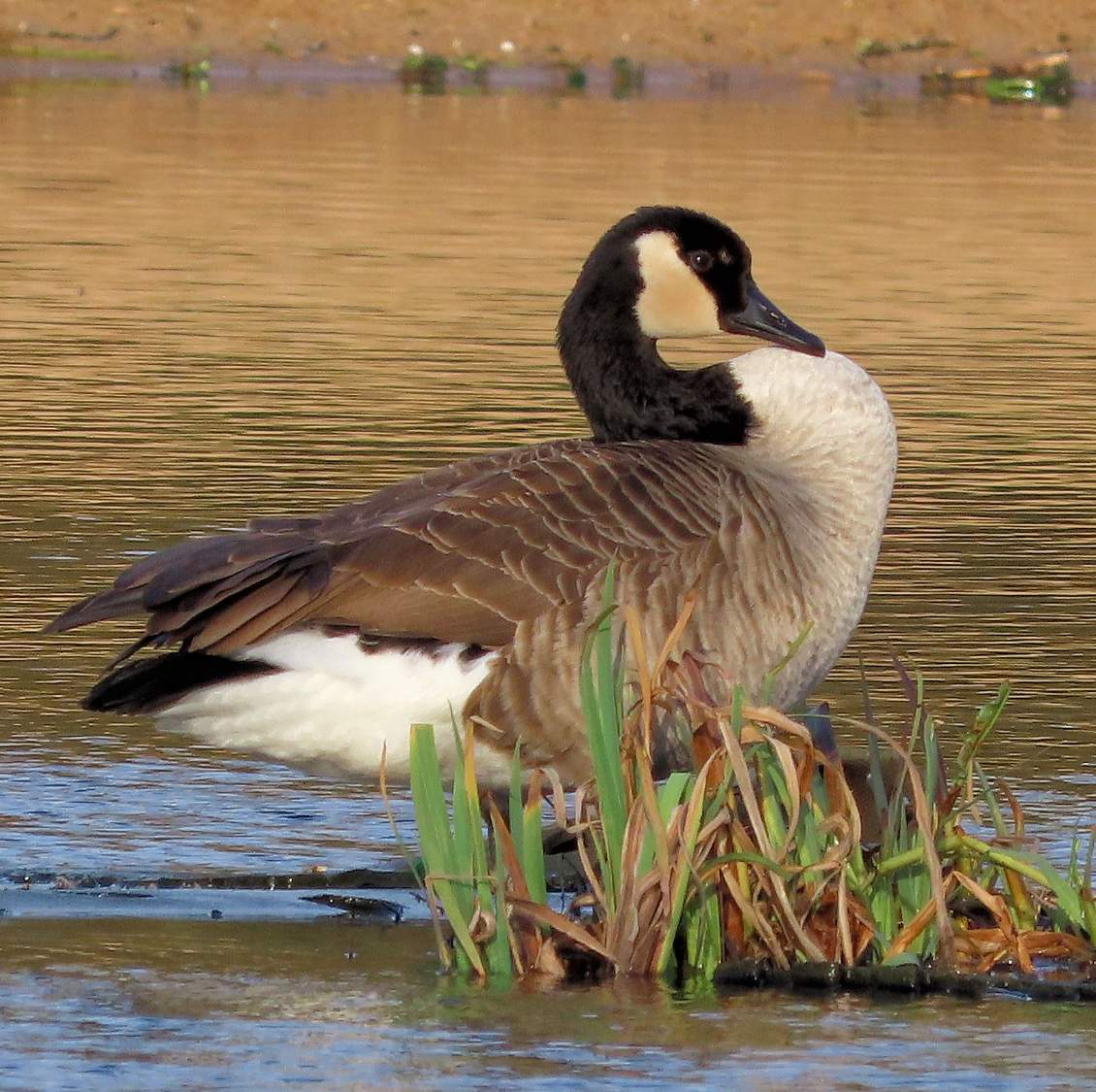 Solve Canada goose (canadese gans) jigsaw puzzle online with 64 pieces
