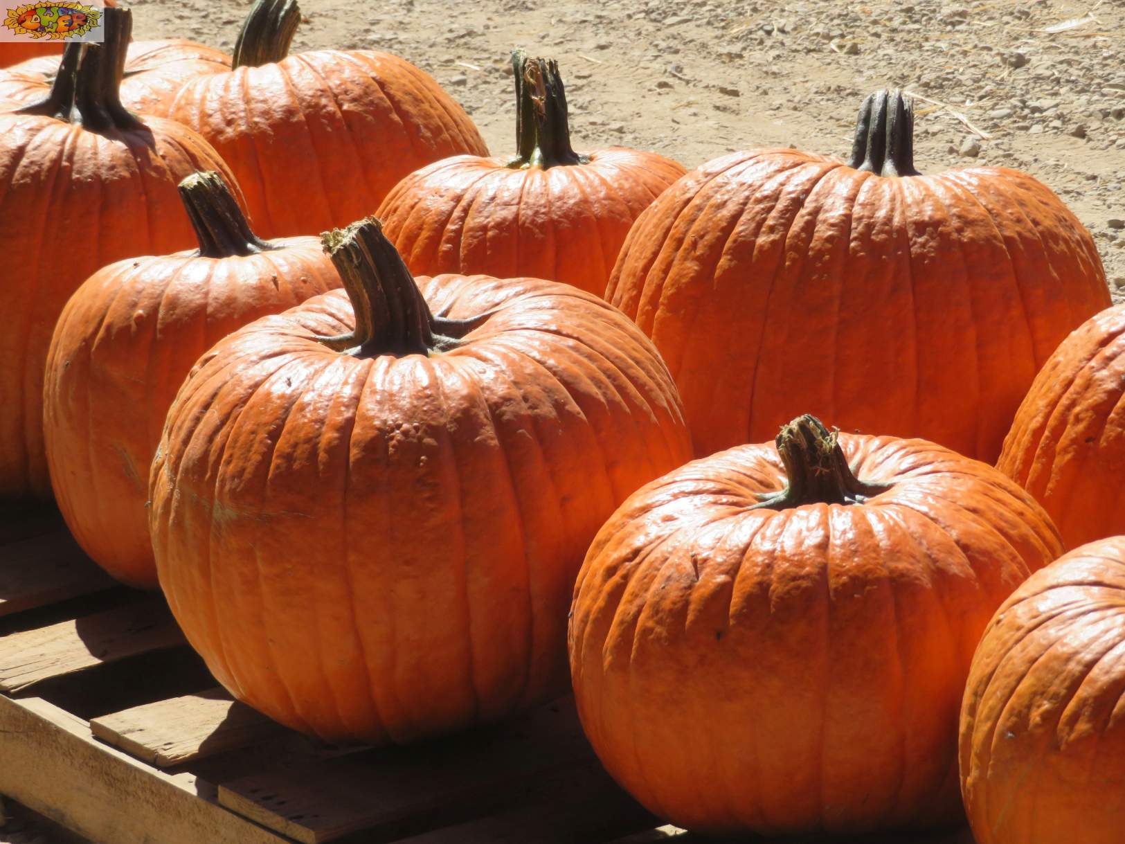 Solve Get Your October On! jigsaw puzzle online with 130 pieces