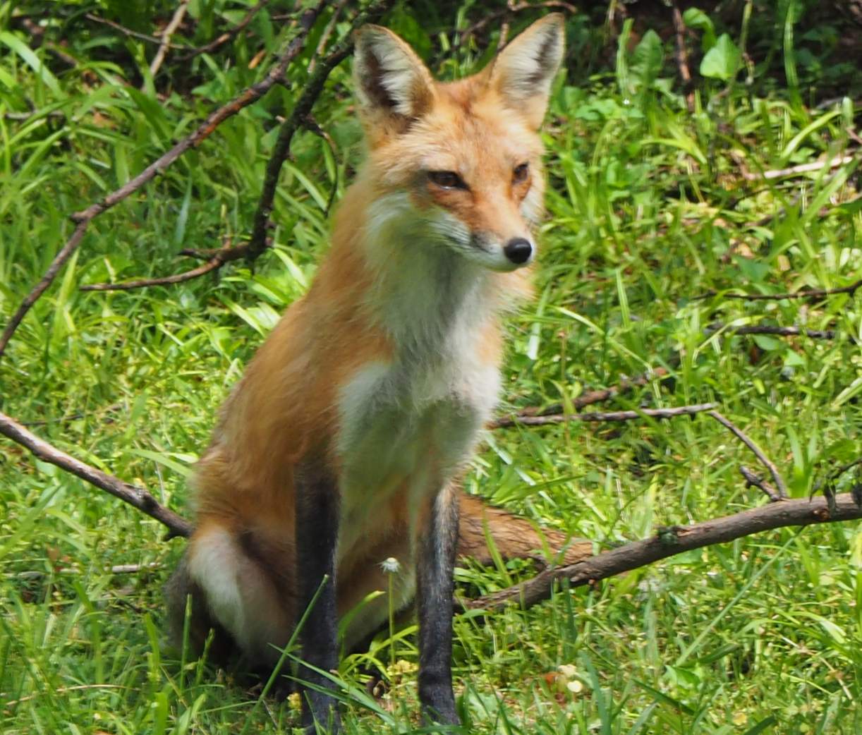 Solve The Fox Returns jigsaw puzzle online with 30 pieces