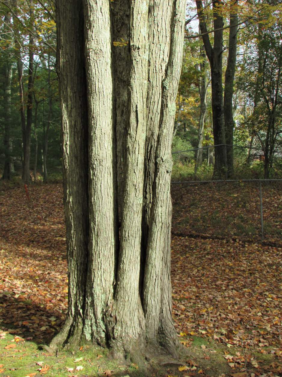 Solve Strength in numbers! jigsaw puzzle online with 80 pieces