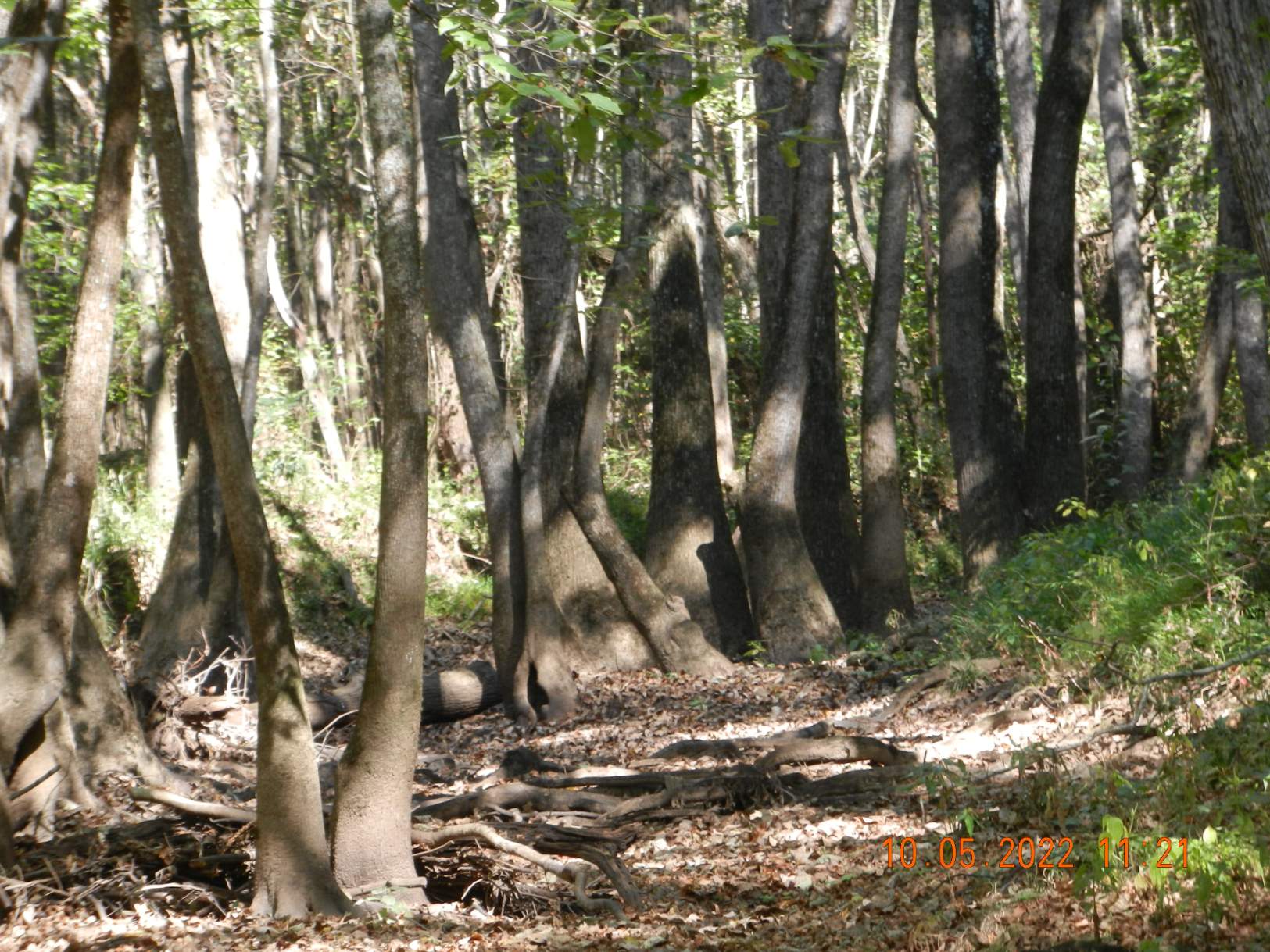 Solve Trees in the dry slough. jigsaw puzzle online with 130 pieces