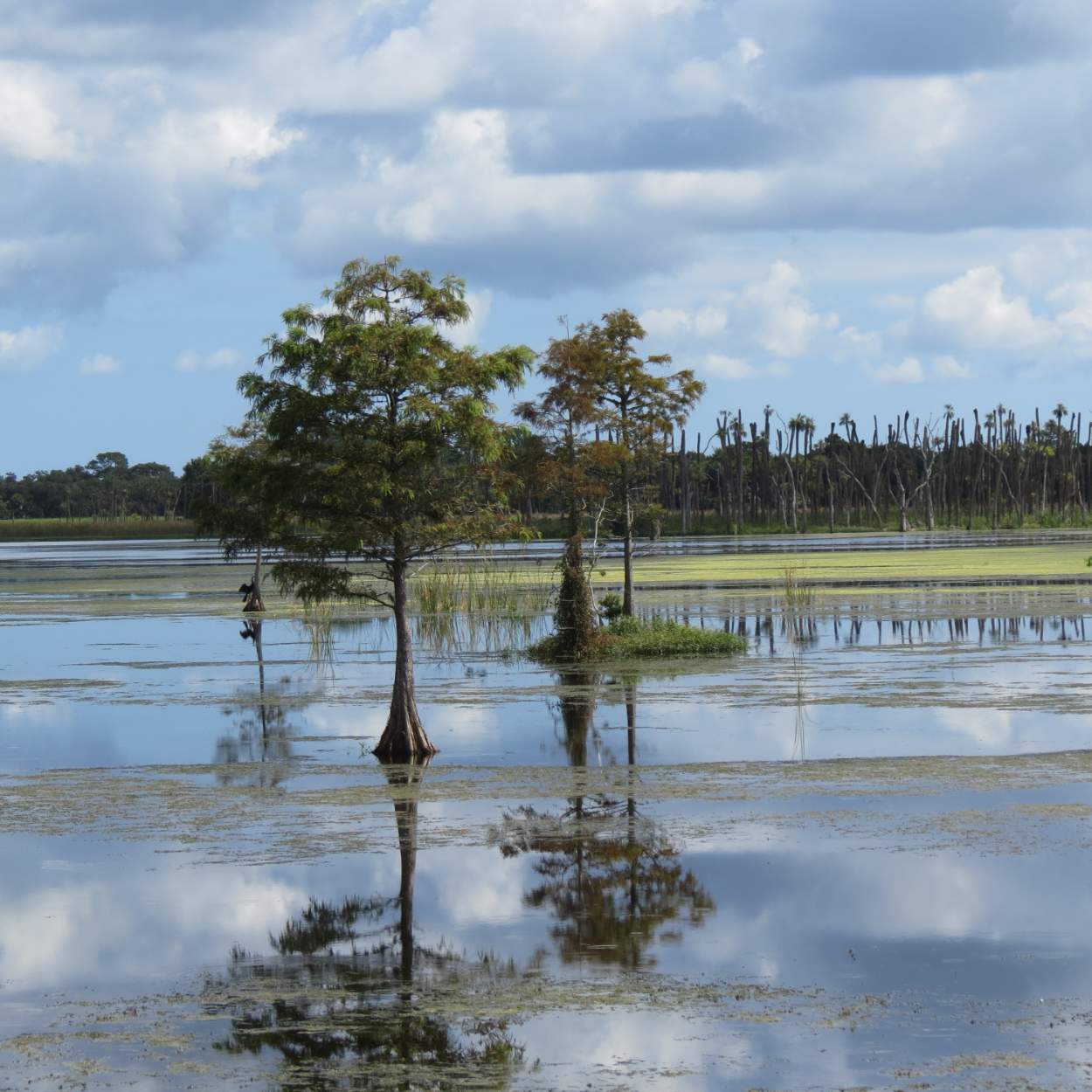 Solve Orlando Wetlands jigsaw puzzle online with 100 pieces