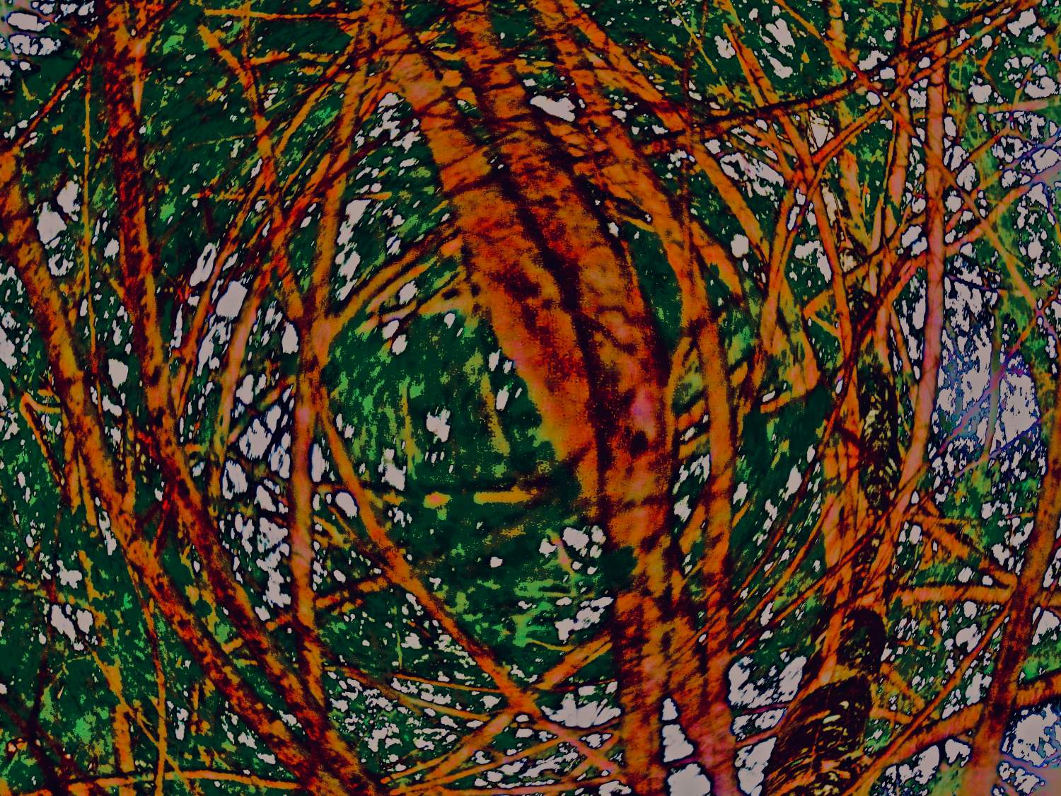 Jigsaw Puzzle | Tangled Trees | 99 pieces | Jigidi