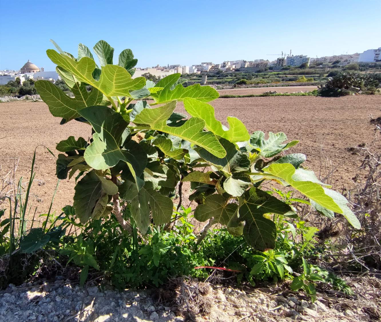 Solve The Little Fig Tree jigsaw puzzle online with 72 pieces