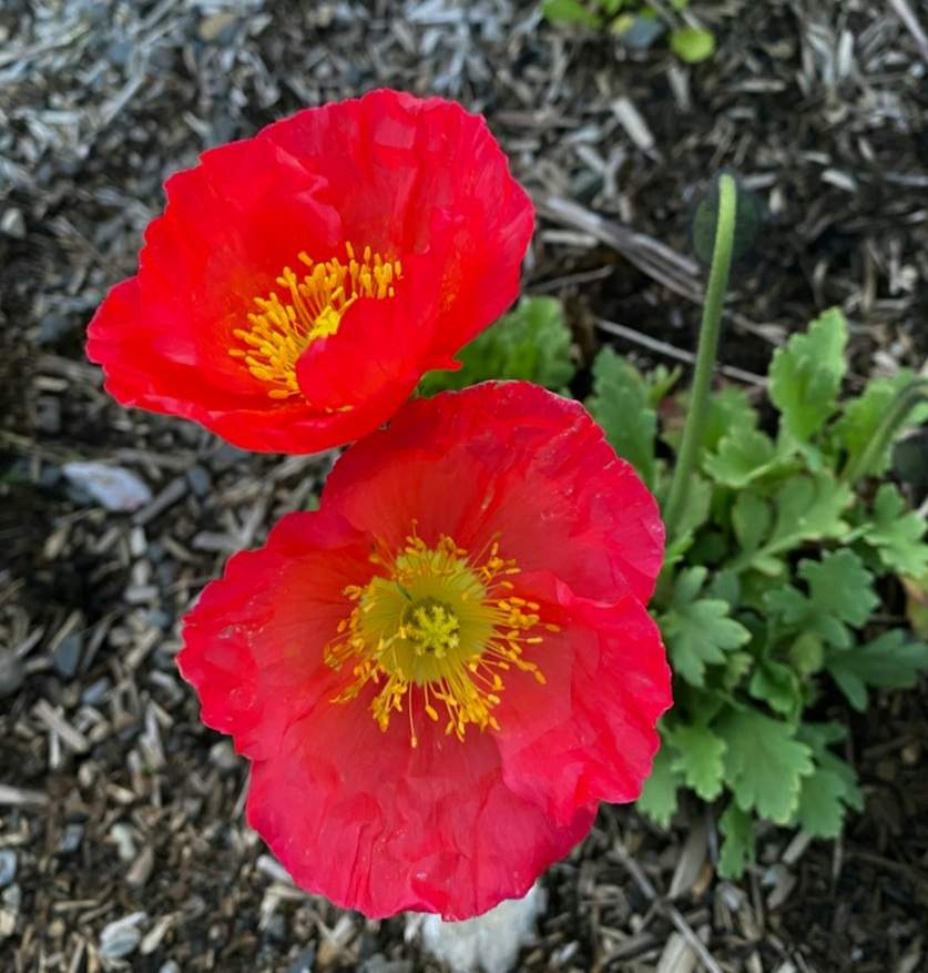 Solve ARCTIC POPPIES jigsaw puzzle online with 196 pieces