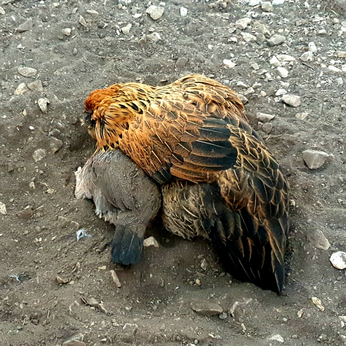 Solve Jelly Bean and Val jigsaw puzzle online with 225 pieces