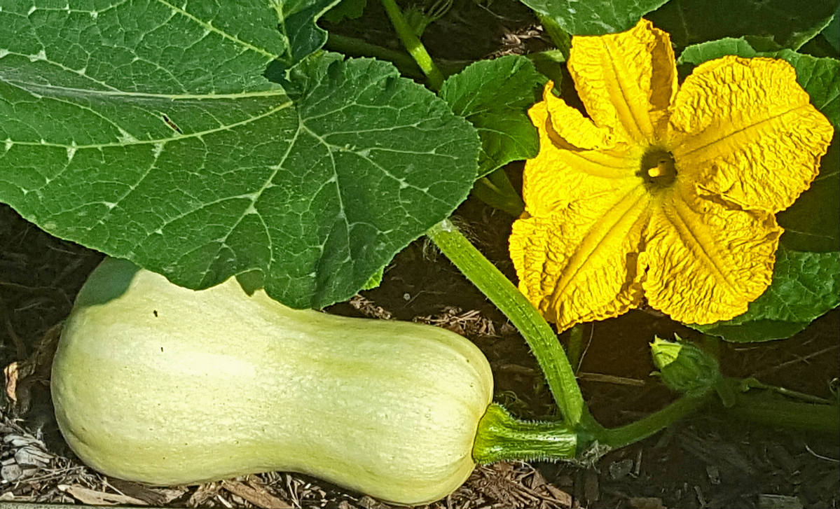 Solve Squash on the Vine jigsaw puzzle online with 84 pieces