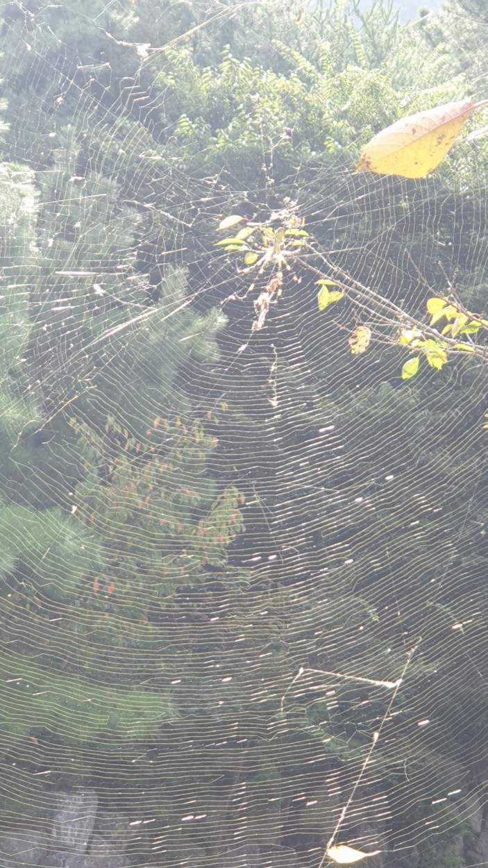 Solve spider jigsaw puzzle online with 60 pieces