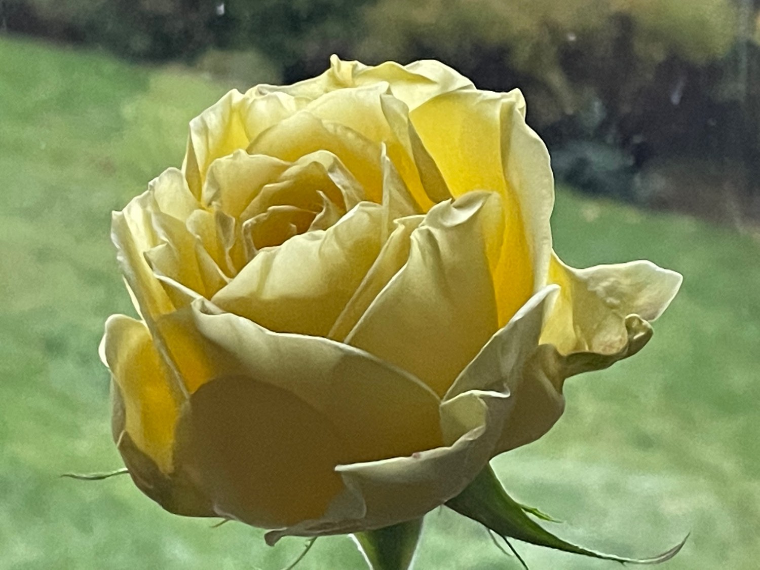 Solve Roses jigsaw puzzle online with 70 pieces