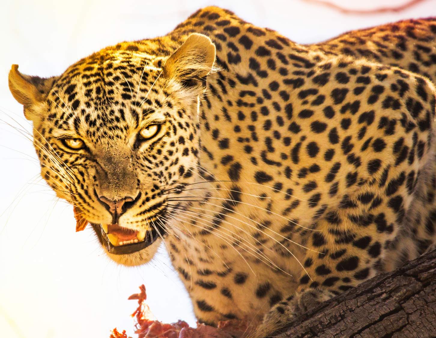 Solve leopard jigsaw puzzle online with 80 pieces