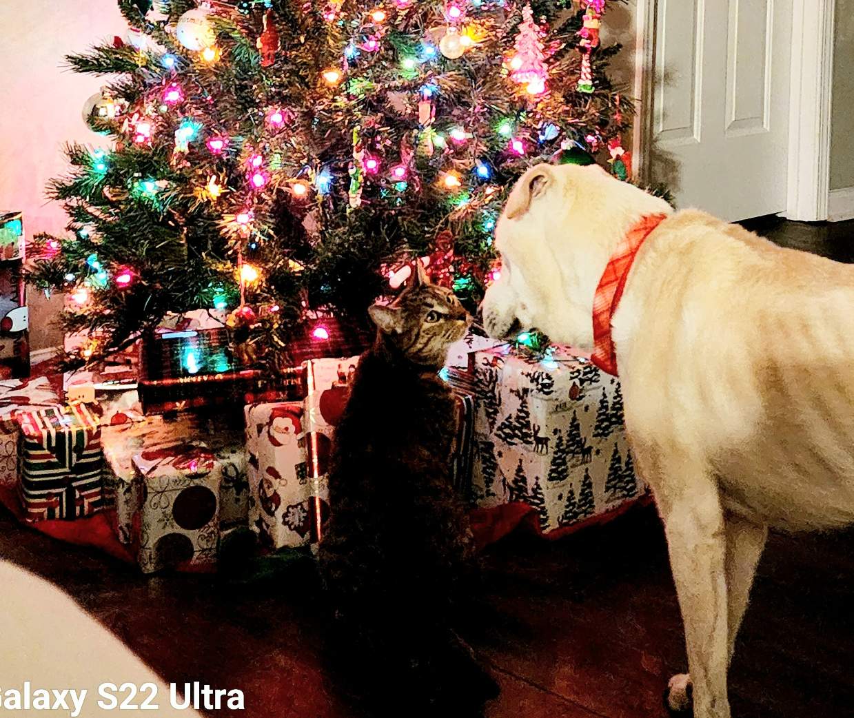 Solve Duke advising Delilah against jumping jigsaw puzzle online with ...