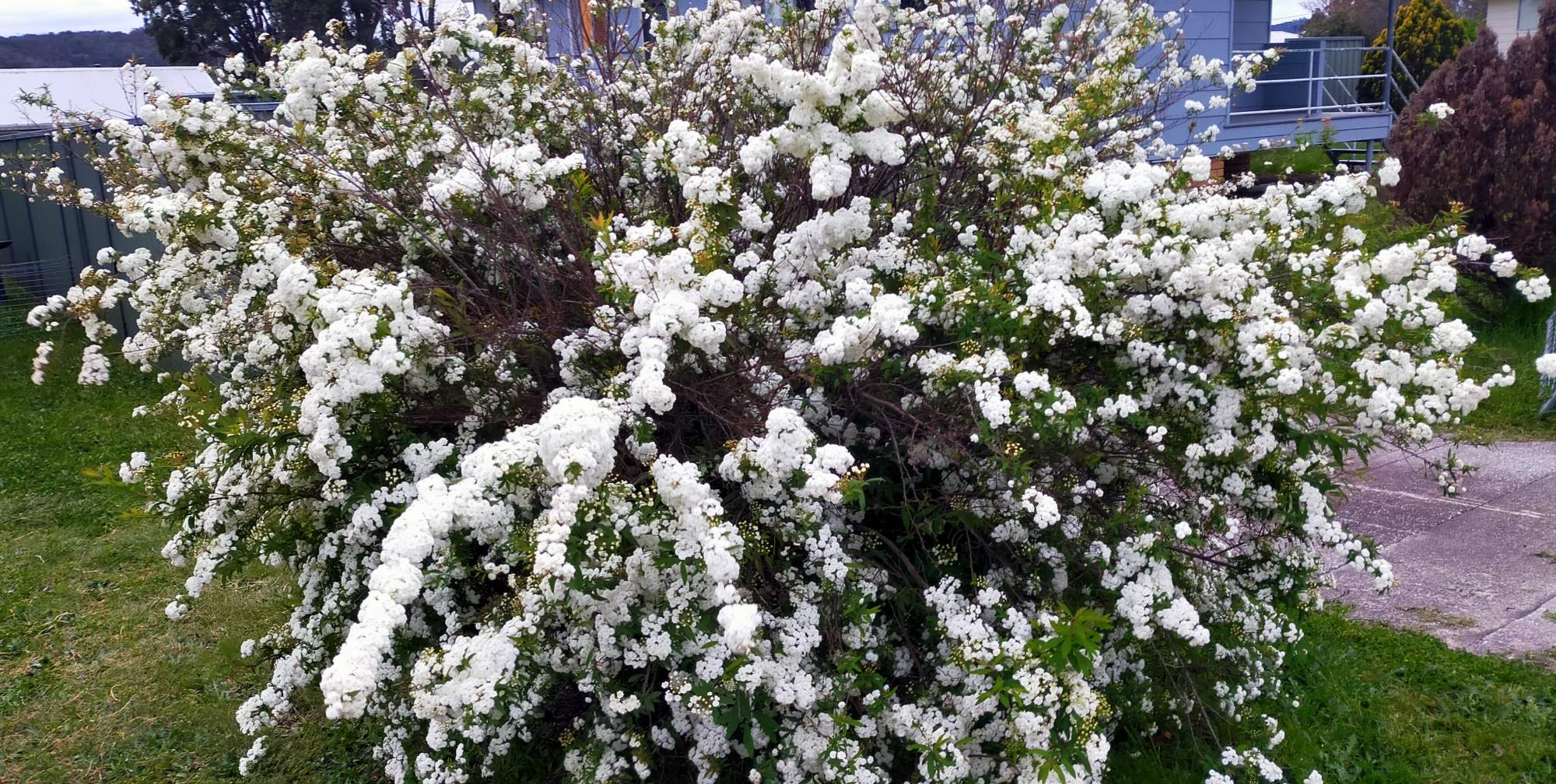 Solve Spiraea - May bush jigsaw puzzle online with 594 pieces