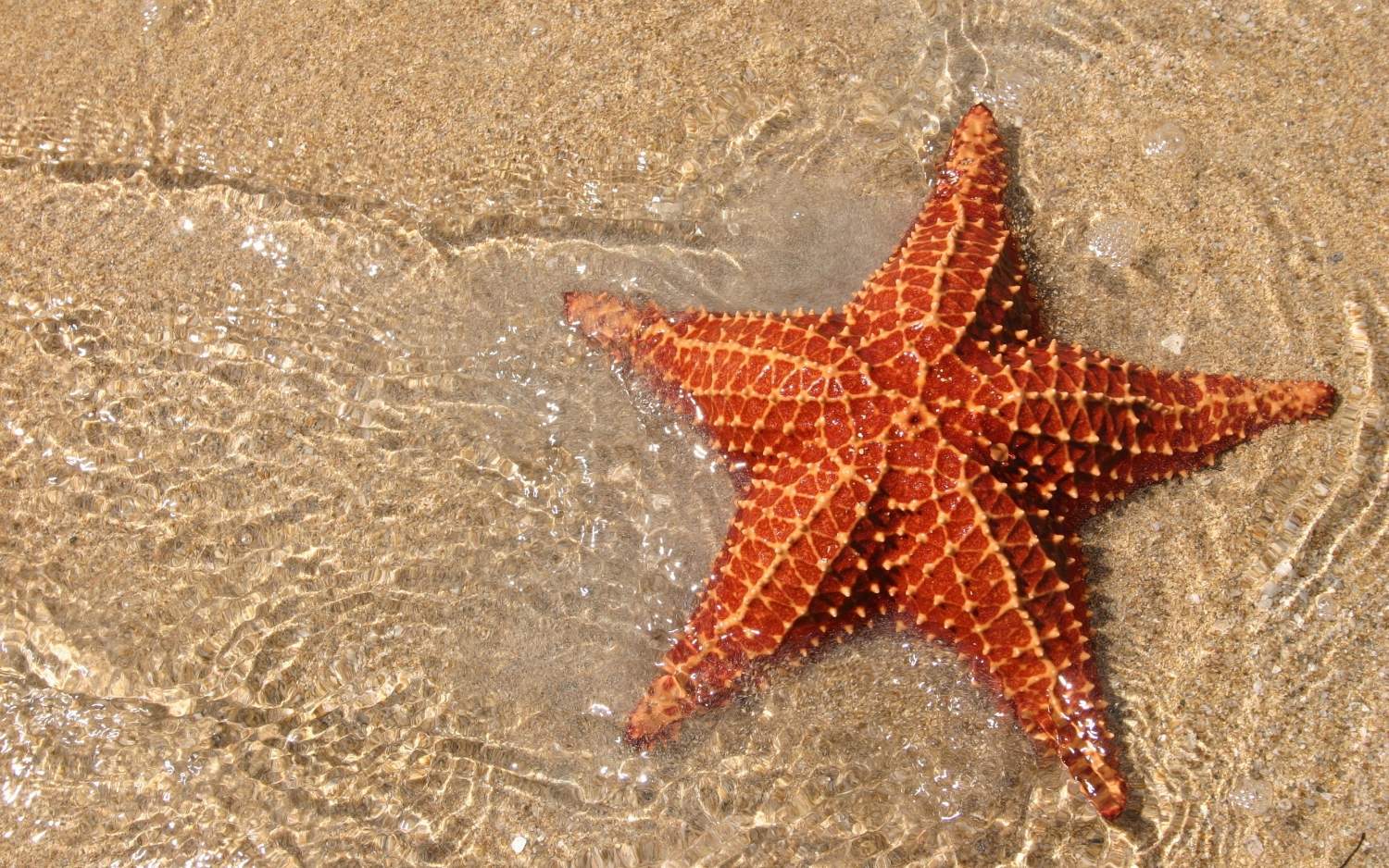 Solve 9 Cool Facts About StarFish jigsaw puzzle online with 77 pieces