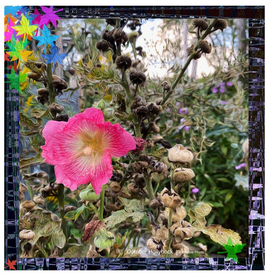 Solve October Hollyhock jigsaw puzzle online with 16 pieces