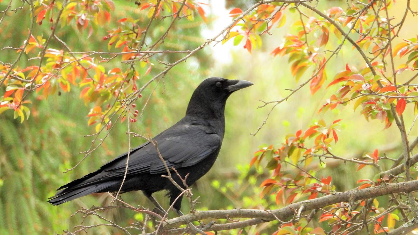 Solve Crow jigsaw puzzle online with 120 pieces