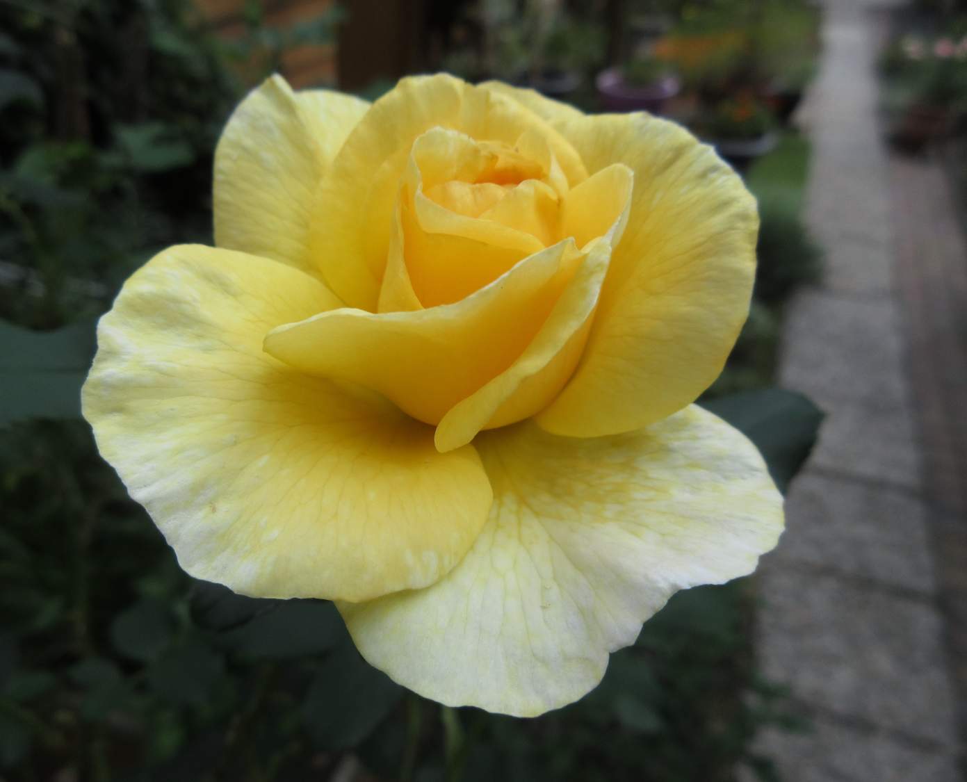 Solve Yellow stem rose jigsaw puzzle online with 42 pieces