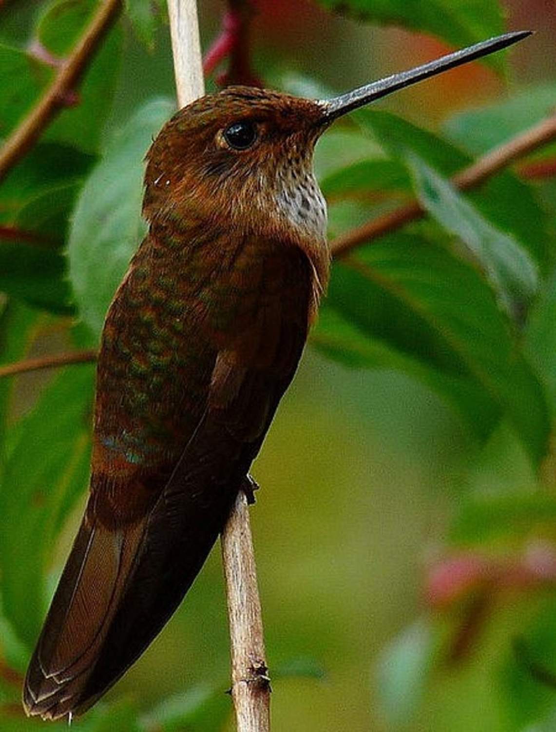 Solve Bronzy Inca Hummingbird jigsaw puzzle online with 285 pieces
