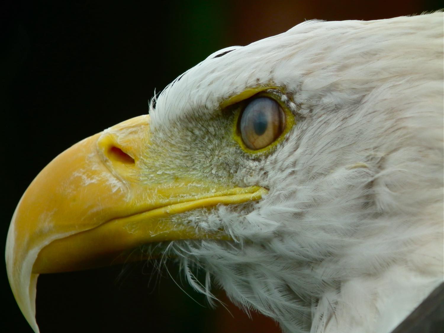 Solve Blinking Eagle jigsaw puzzle online with 99 pieces