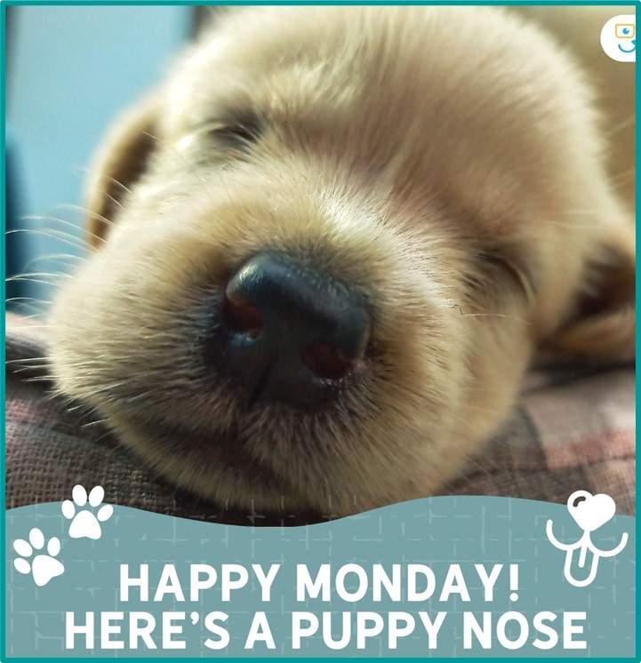 Solve Boop the Puppy Nose and Have a Happy Monday! jigsaw puzzle online ...