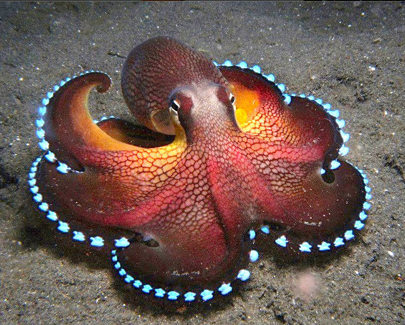 Solve Blue glowing octopus coconut! jigsaw puzzle online with 120 pieces