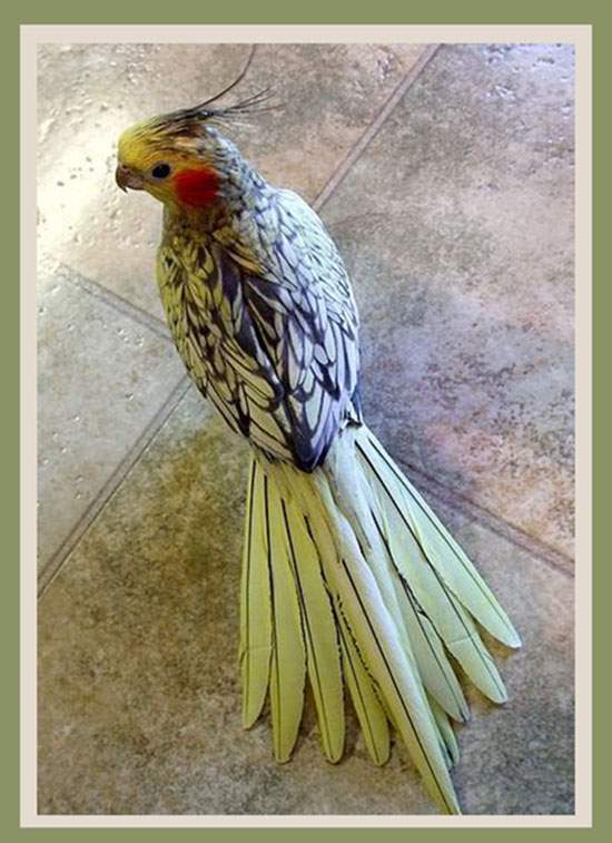 Jigsaw Puzzle | Cockatiel | 88 pieces | Jigidi