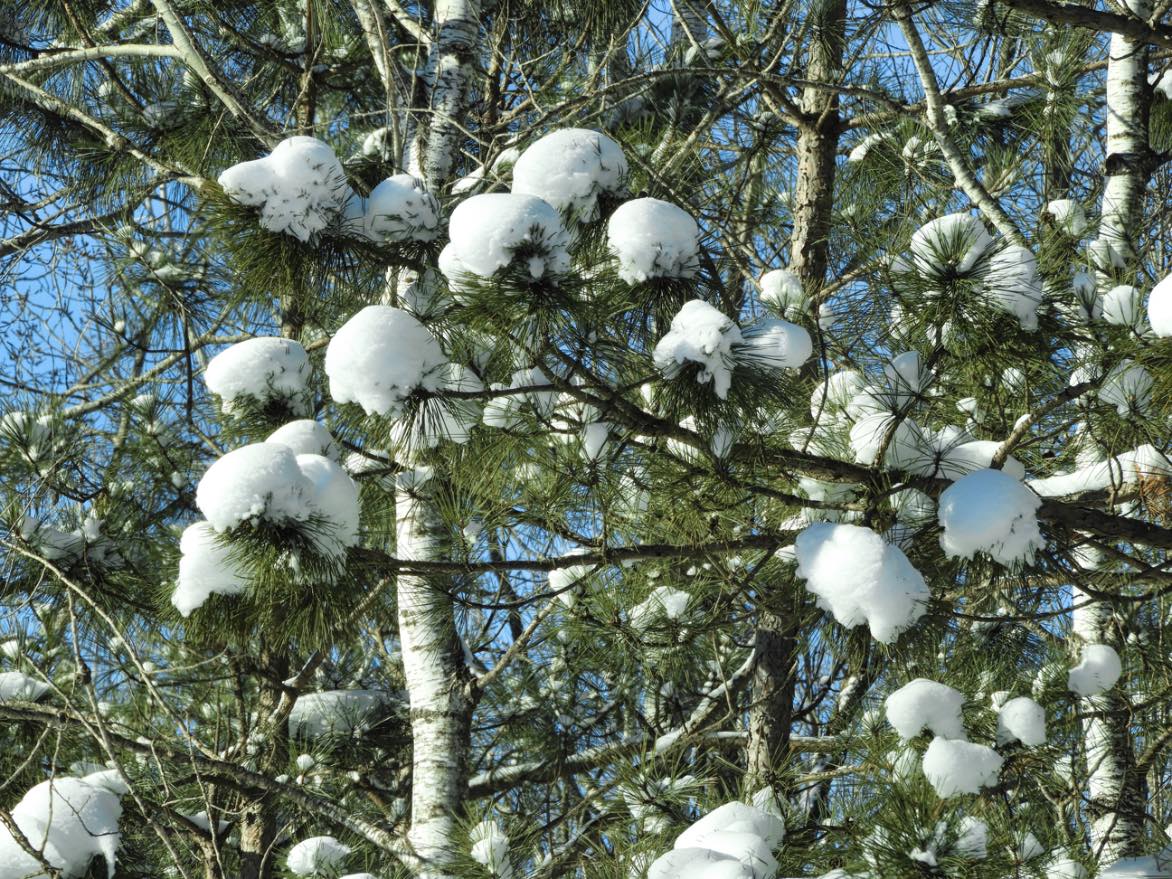 Solve Natural snowballs jigsaw puzzle online with 20 pieces