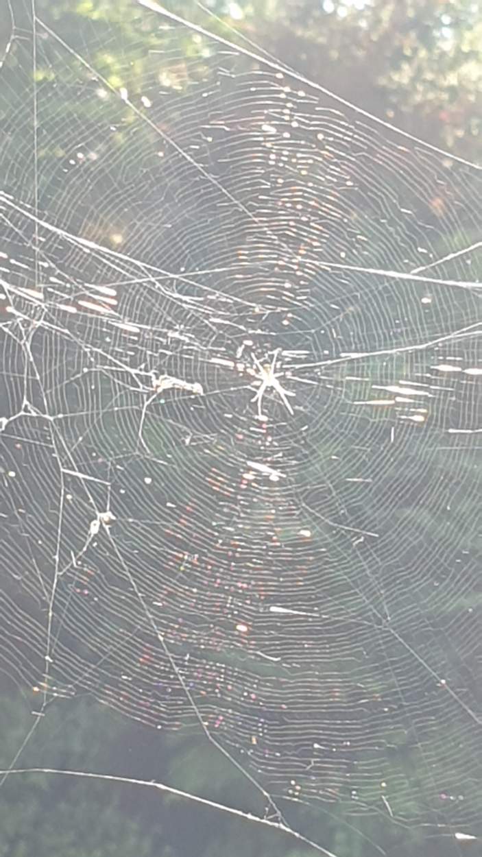 Solve spider jigsaw puzzle online with 60 pieces