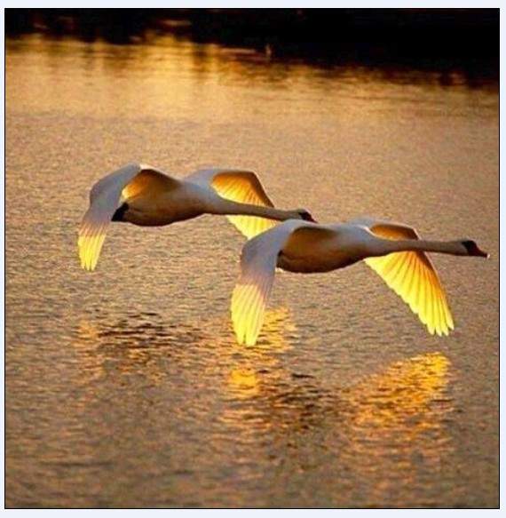 Solve Let Flight Jigsaw Puzzle Online With 64 Pieces solve-let-flight-jigsaw-puzzle-online-with-64-pieces
