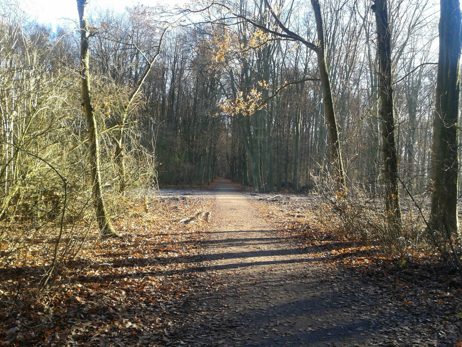 Solve Amsterdamse Bos jigsaw puzzle online with 540 pieces