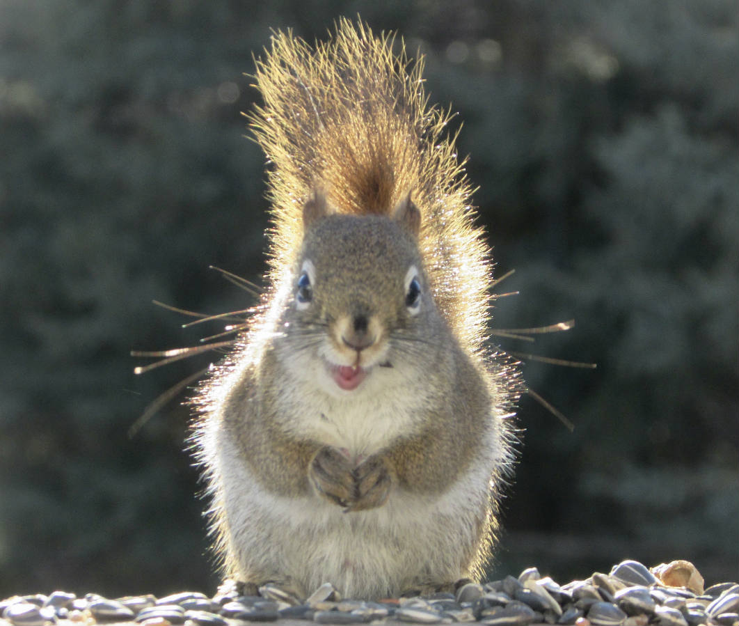 Solve Laughing Squirrel :-) jigsaw puzzle online with 72 pieces