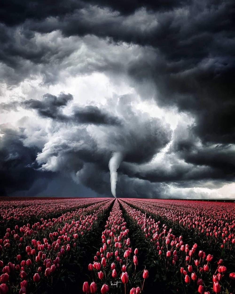Solve tornado and tulips jigsaw puzzle online with 80 pieces
