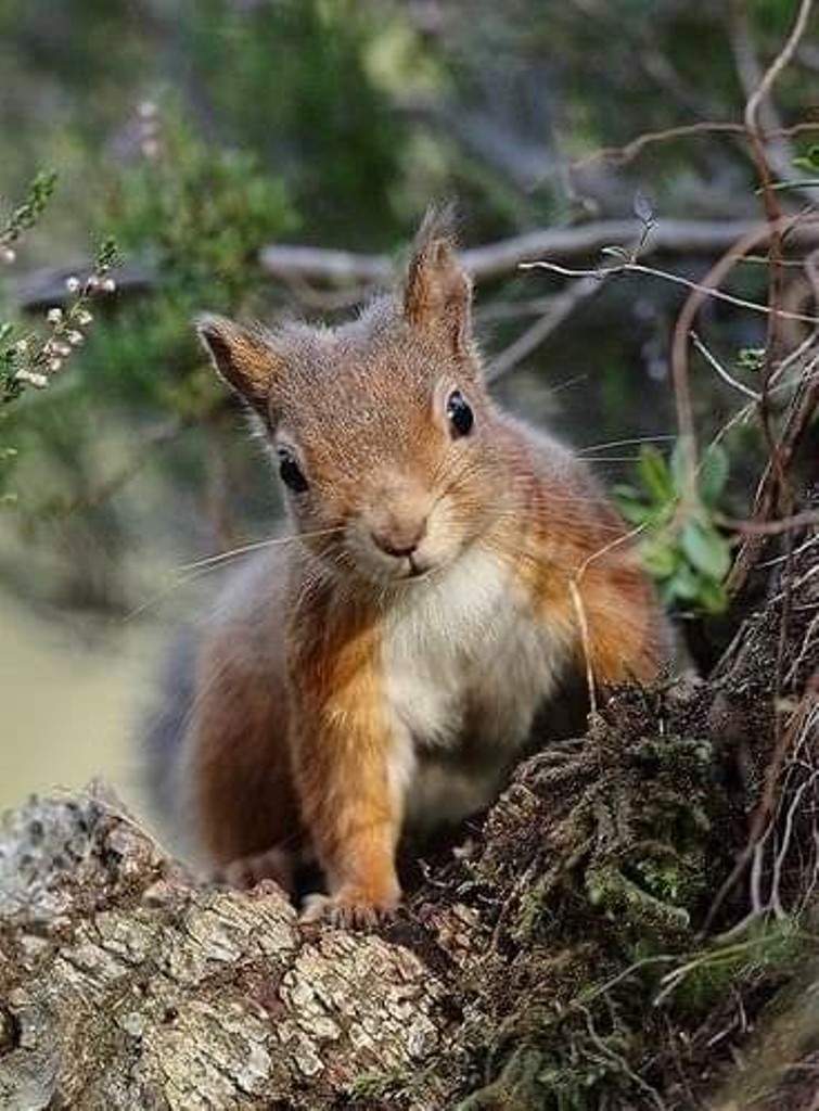 Solve squirrel jigsaw puzzle online with 108 pieces