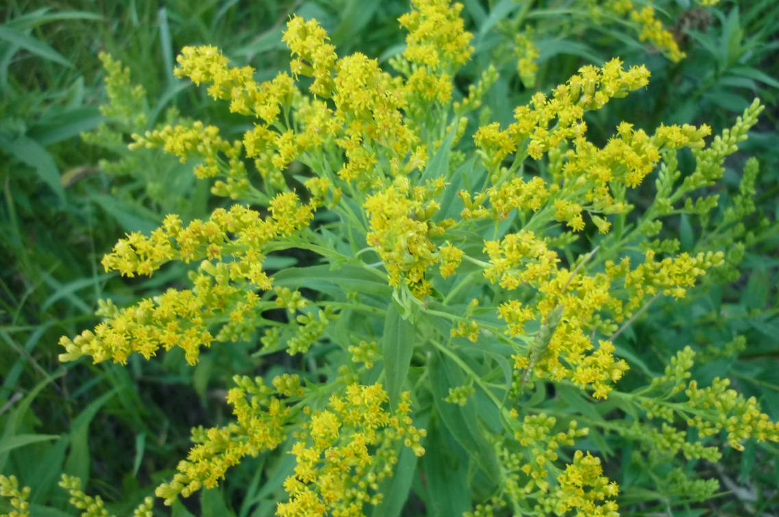 Solve A pretty 'weed' ... jigsaw puzzle online with 35 pieces